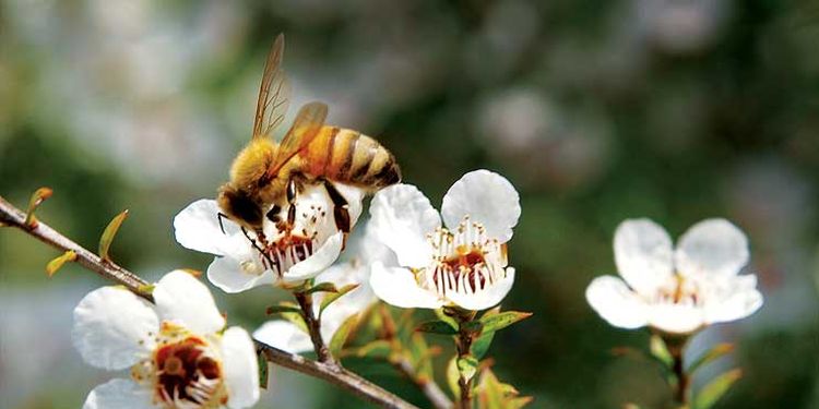 The Health Benefits of Manuka Honey