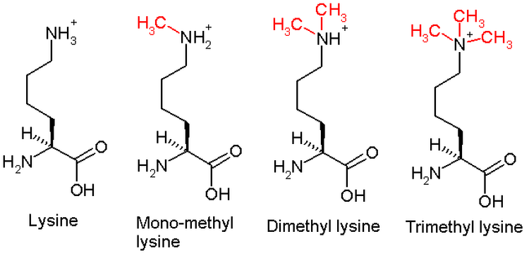Methylation Explained in Plain English - Healthdish