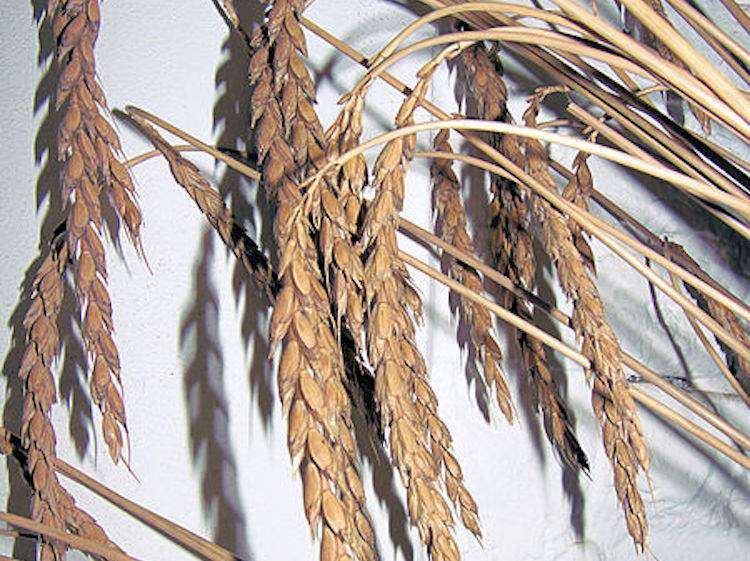 Should You Be Eating Spelt? - Healevate